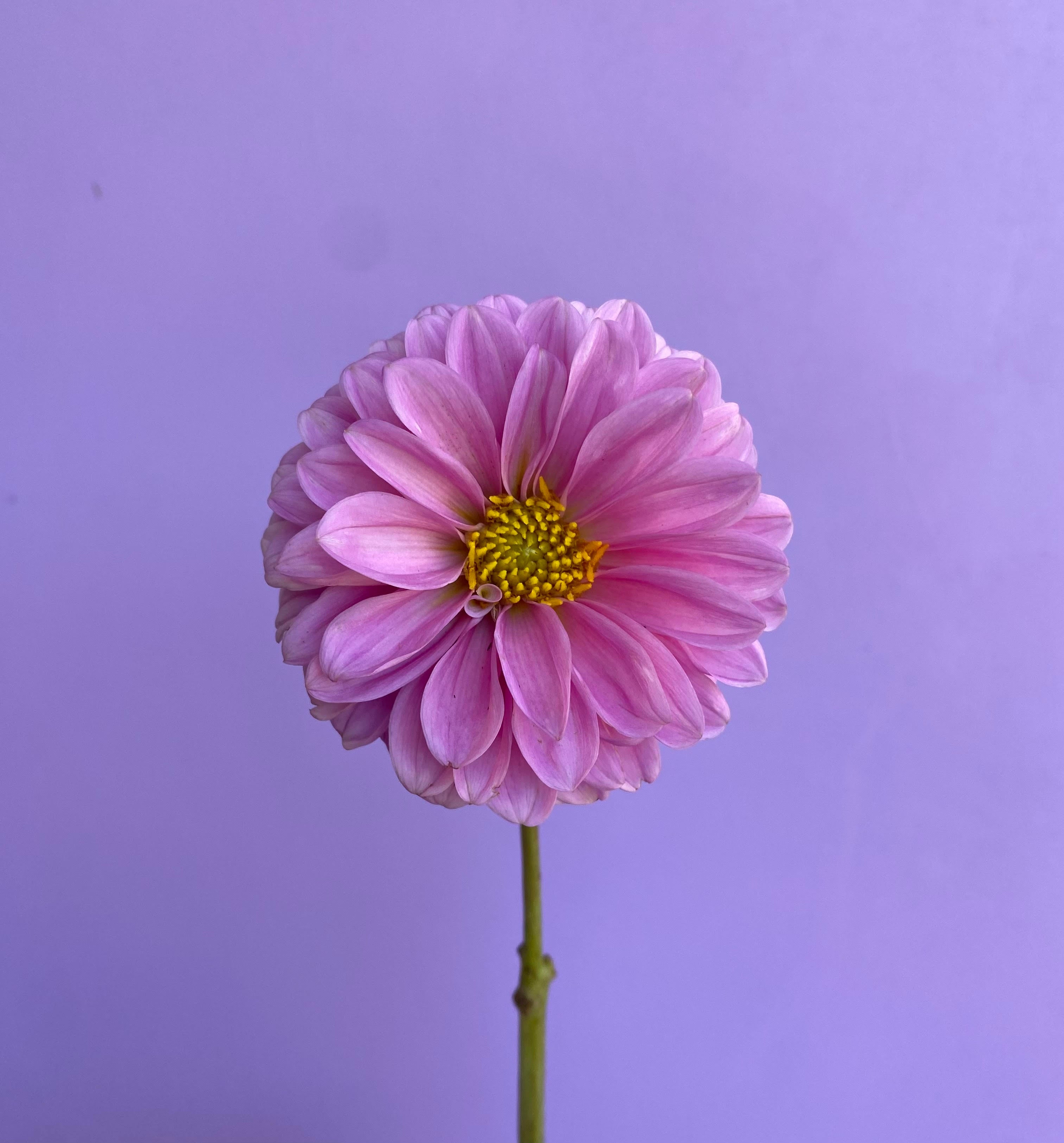 Flowers – Oh Daisy